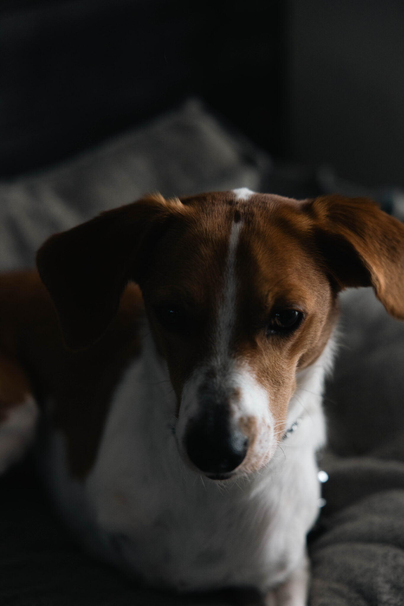 Home - Sit N Stay Dog Academy