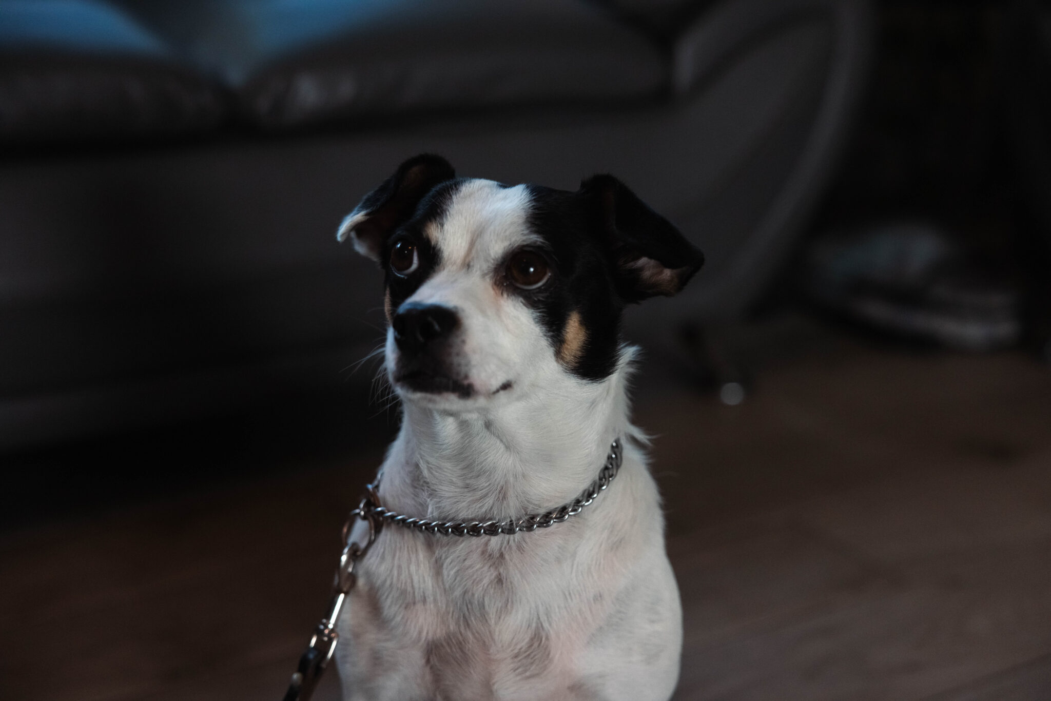 Home - Sit N Stay Dog Academy