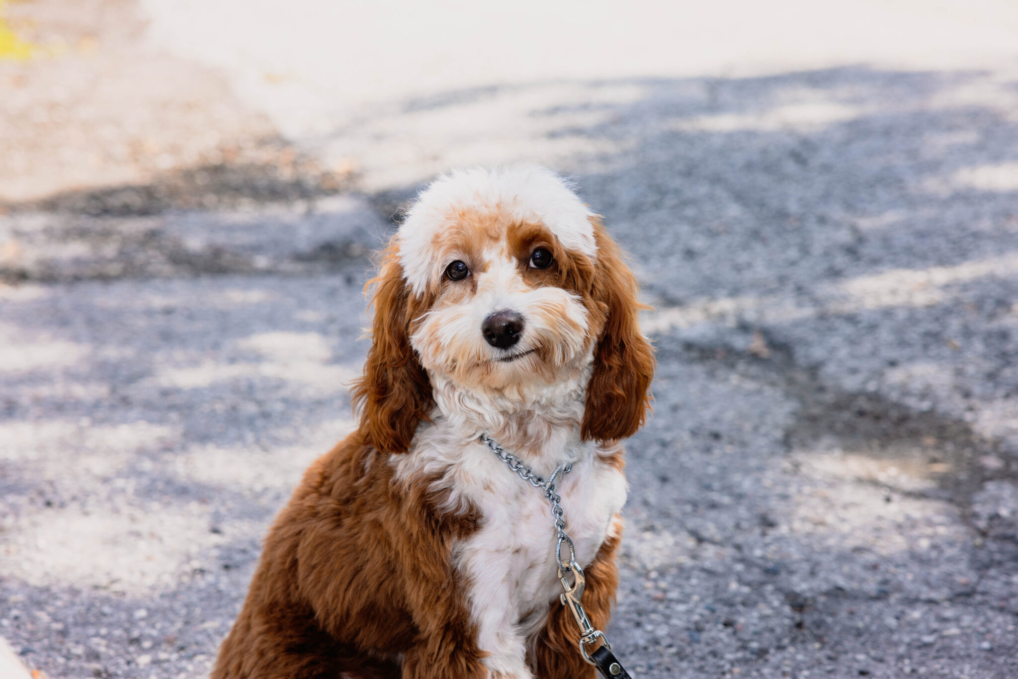 Home - Sit N Stay Dog Academy